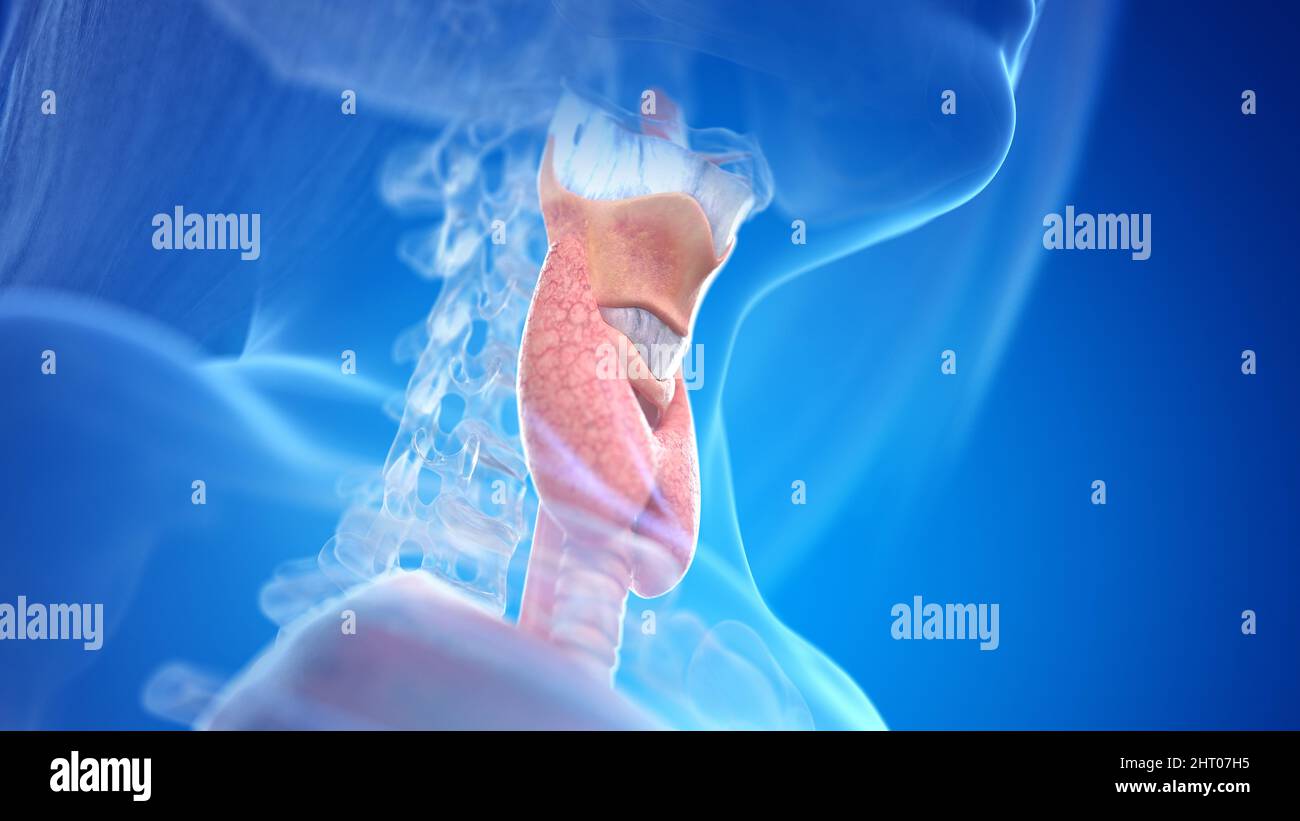Human neck anatomy, illustration Stock Photo - Alamy