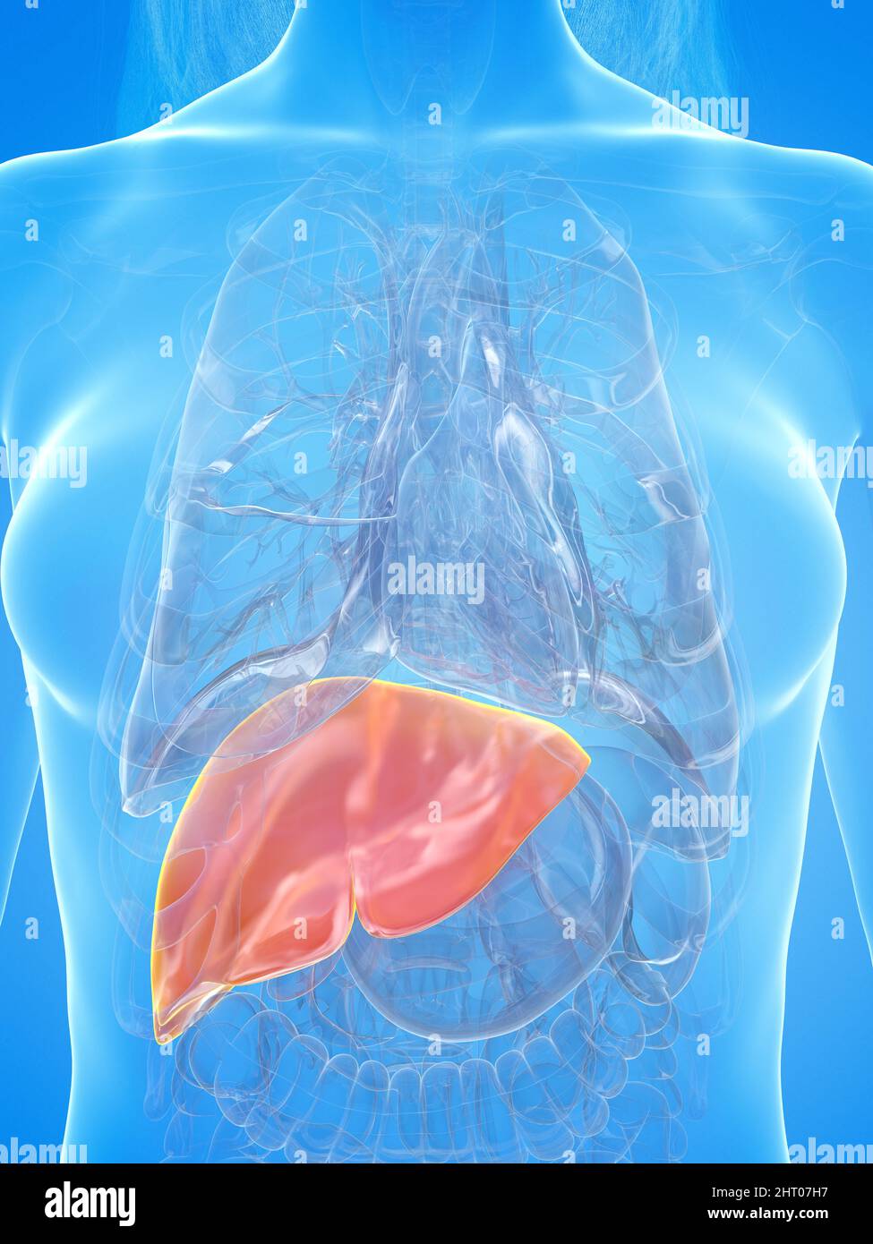Human liver, illustration Stock Photo - Alamy