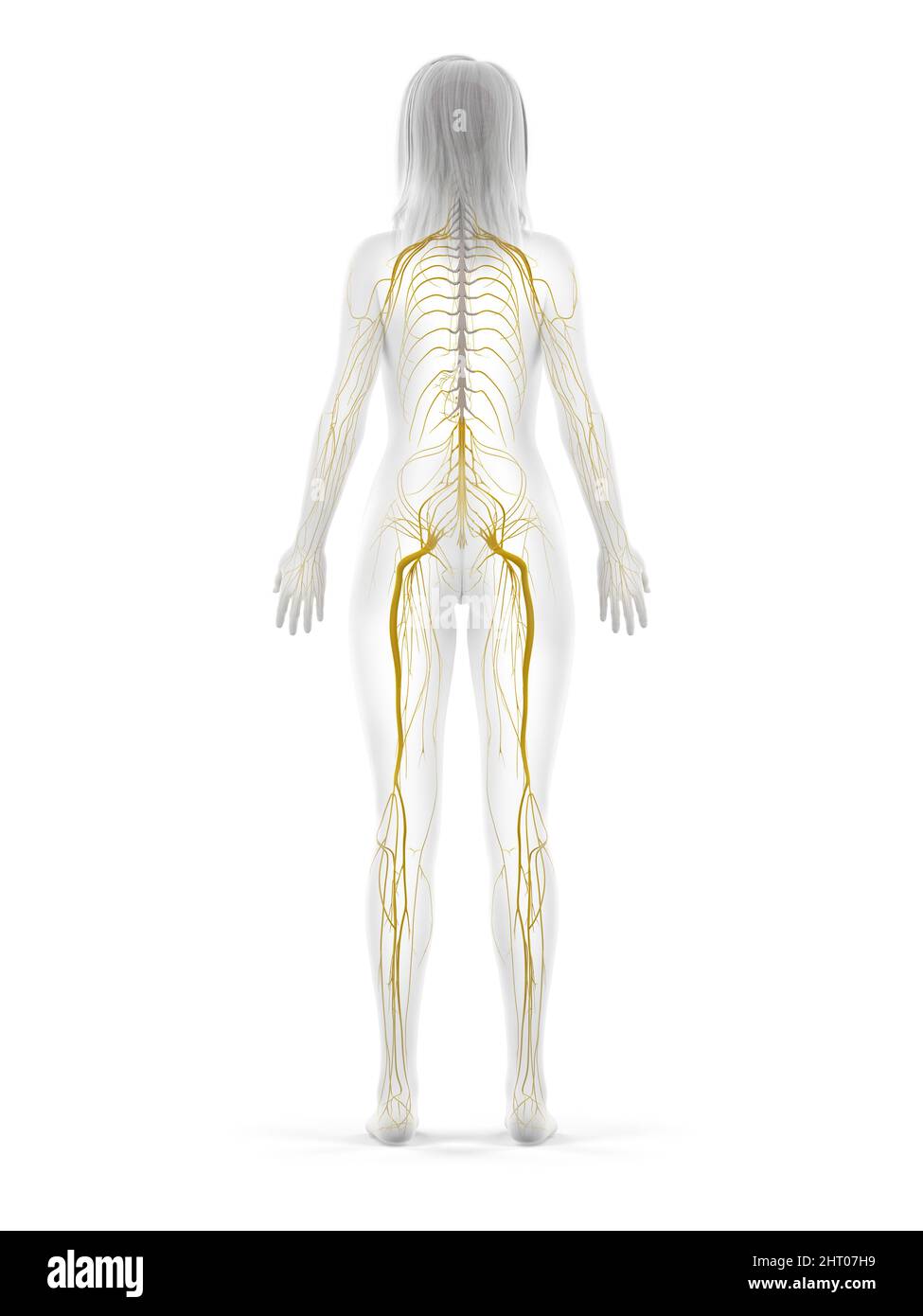 Human nervous system, illustration Stock Photo - Alamy