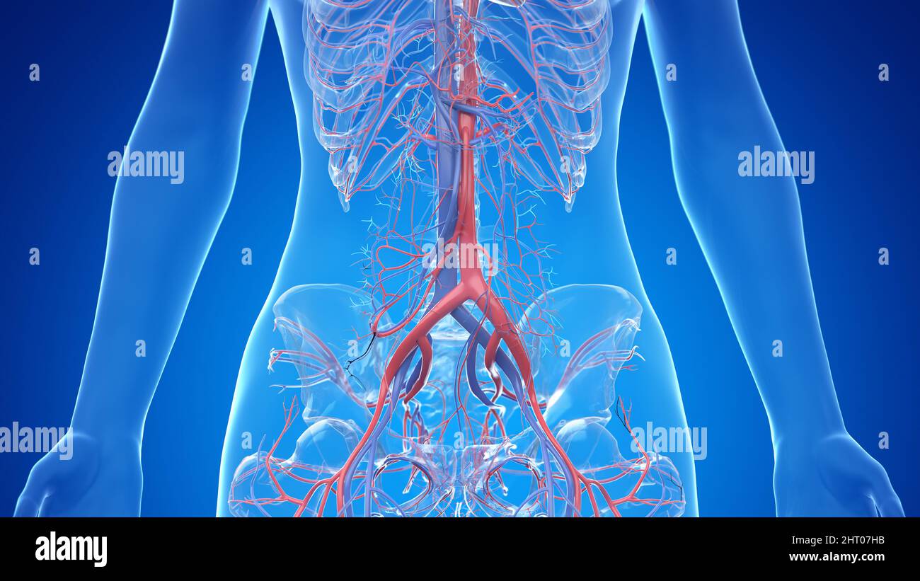 Human abdominal vascular system, illustration Stock Photo - Alamy