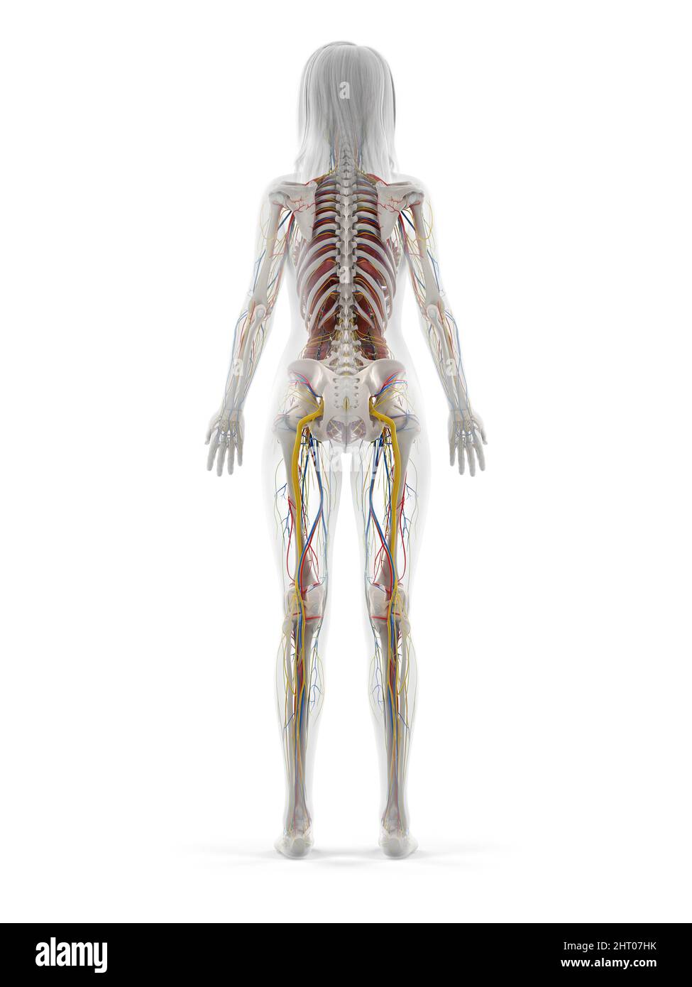 Human anatomy, illustration Stock Photo - Alamy