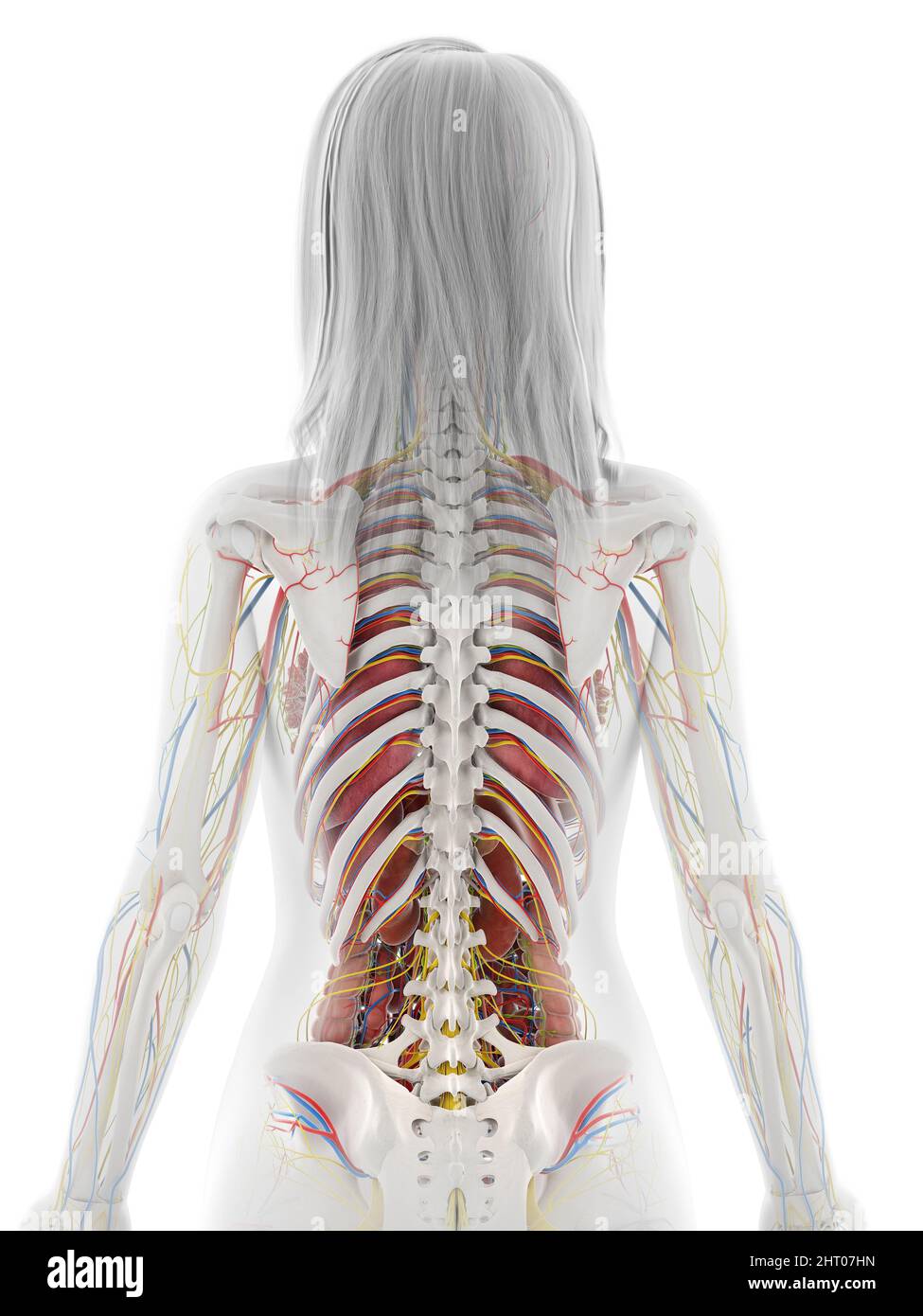 Human anatomy, illustration Stock Photo - Alamy