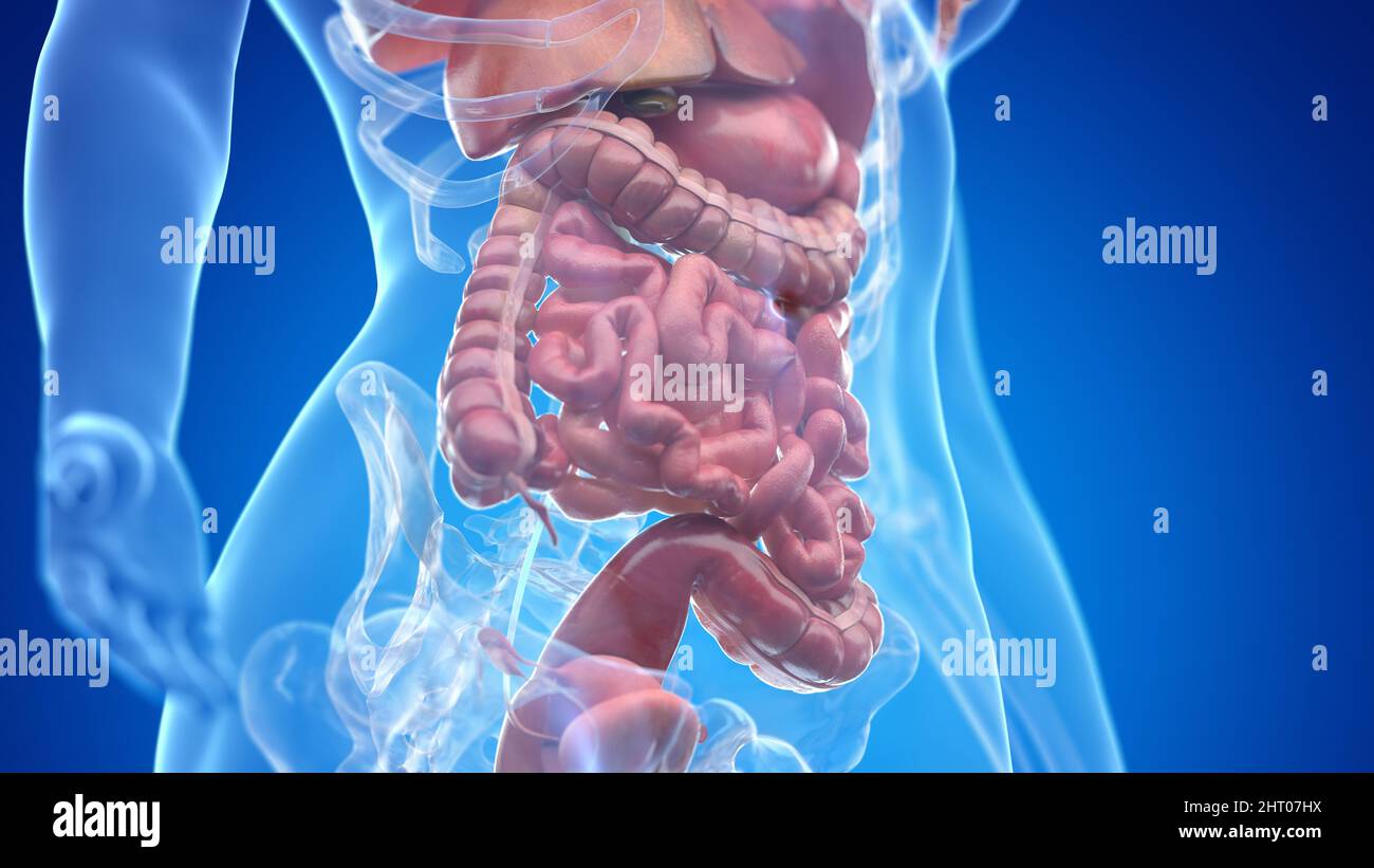 Human abdominal organs, illustration Stock Photo - Alamy