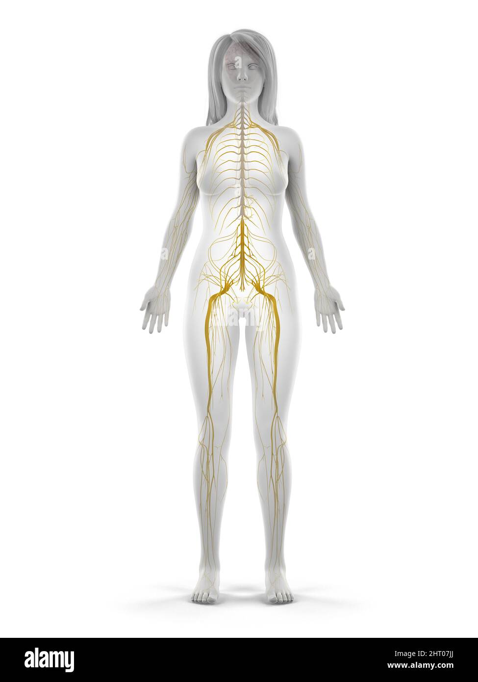 Human nervous system, illustration Stock Photo - Alamy