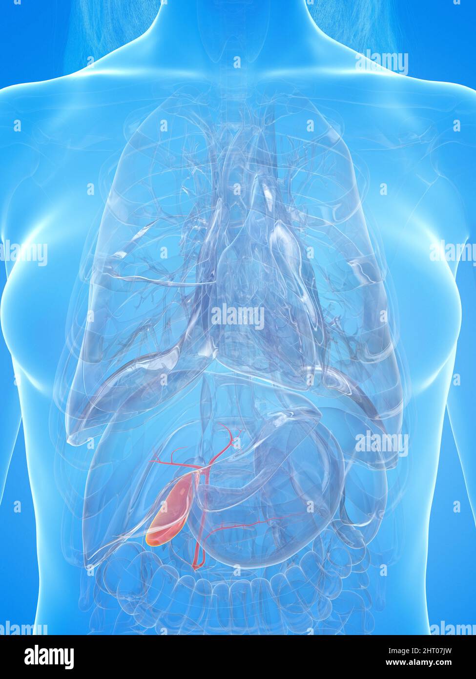Human gallbladder, illustration Stock Photo - Alamy
