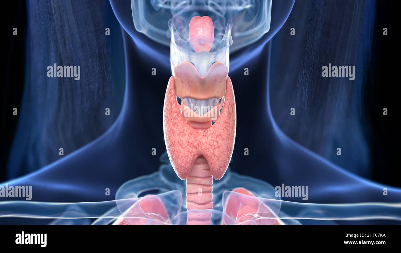 Human neck anatomy, illustration Stock Photo - Alamy