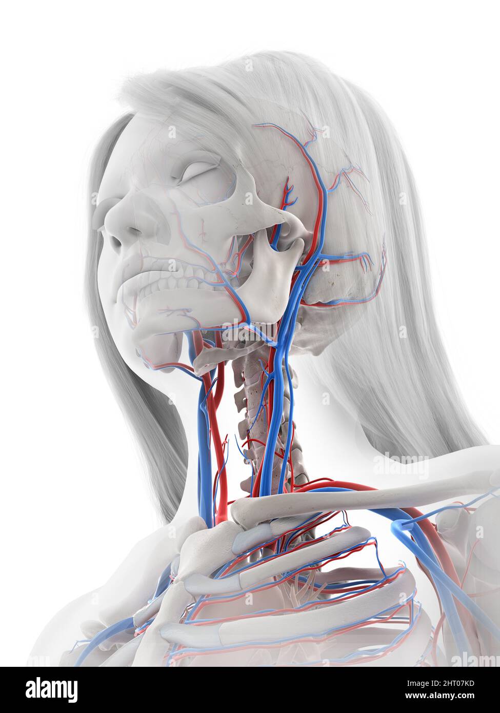 Human vascular system, illustration Stock Photo - Alamy