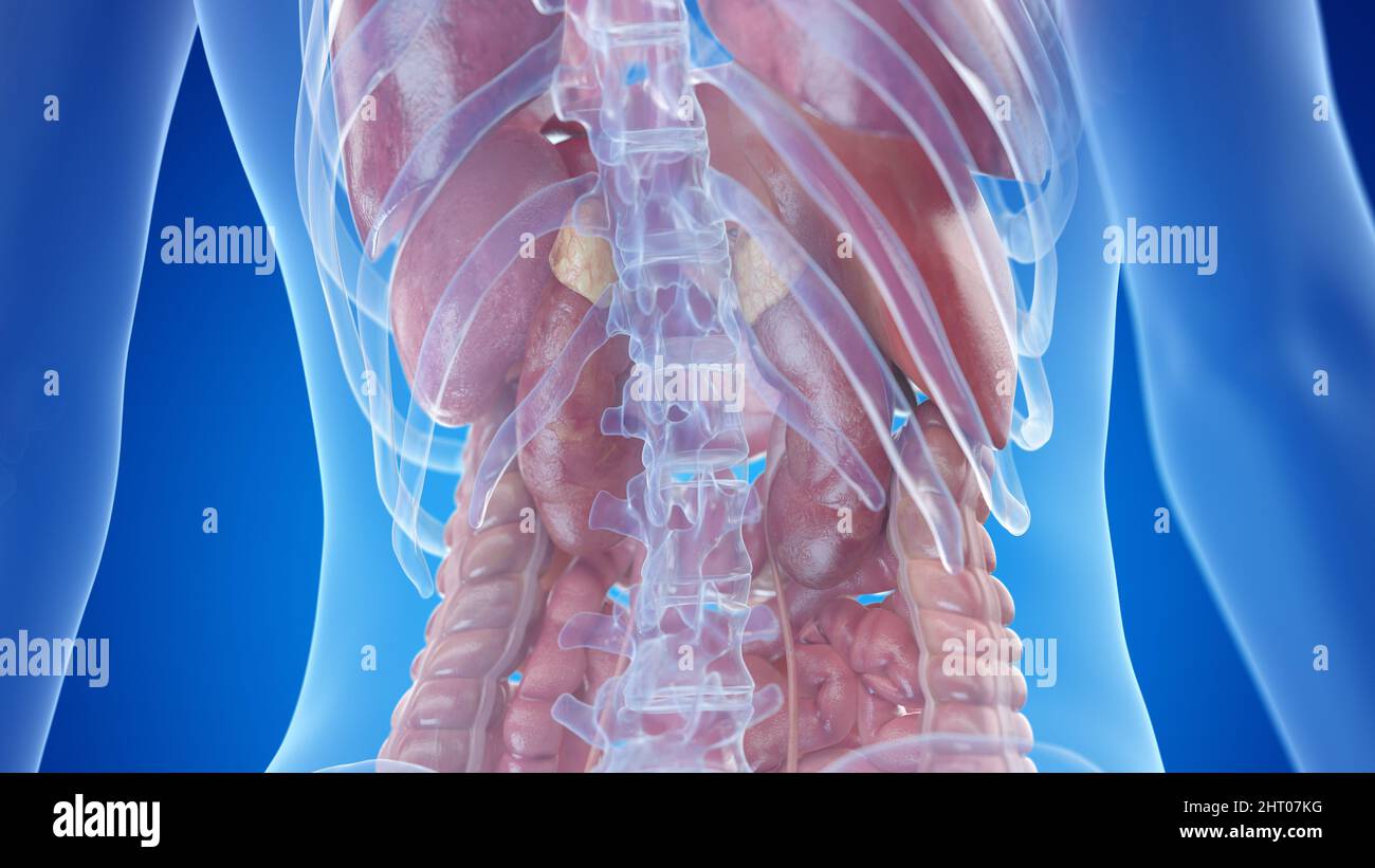 Human kidneys, illustration Stock Photo - Alamy