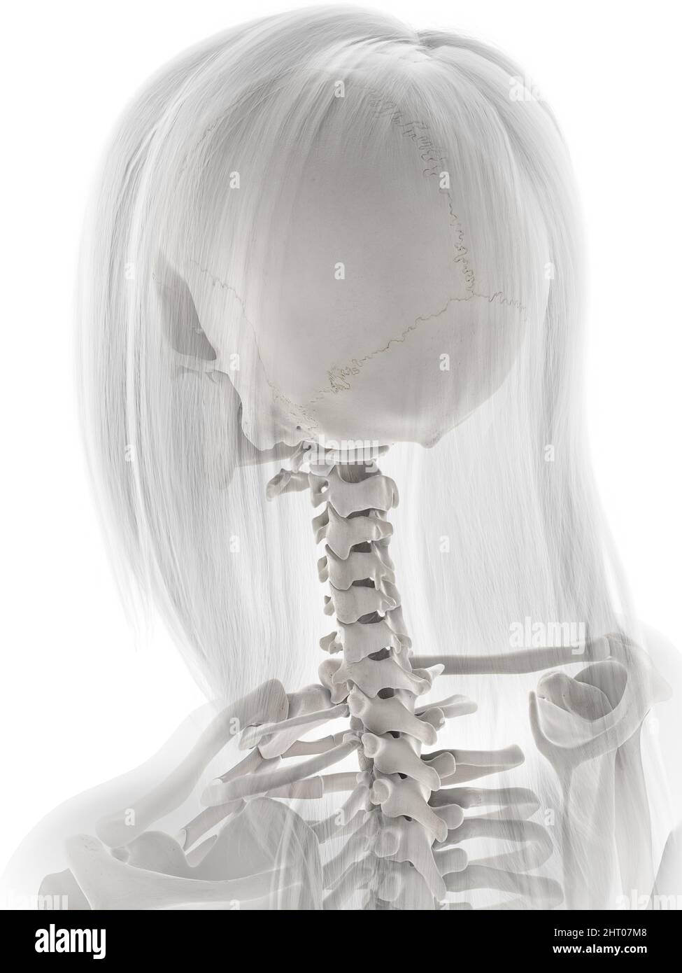 Human skeleton, illustration Stock Photo - Alamy
