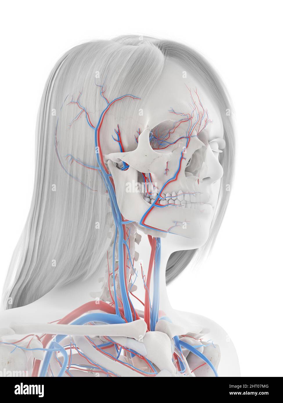 Human vascular system, illustration Stock Photo - Alamy