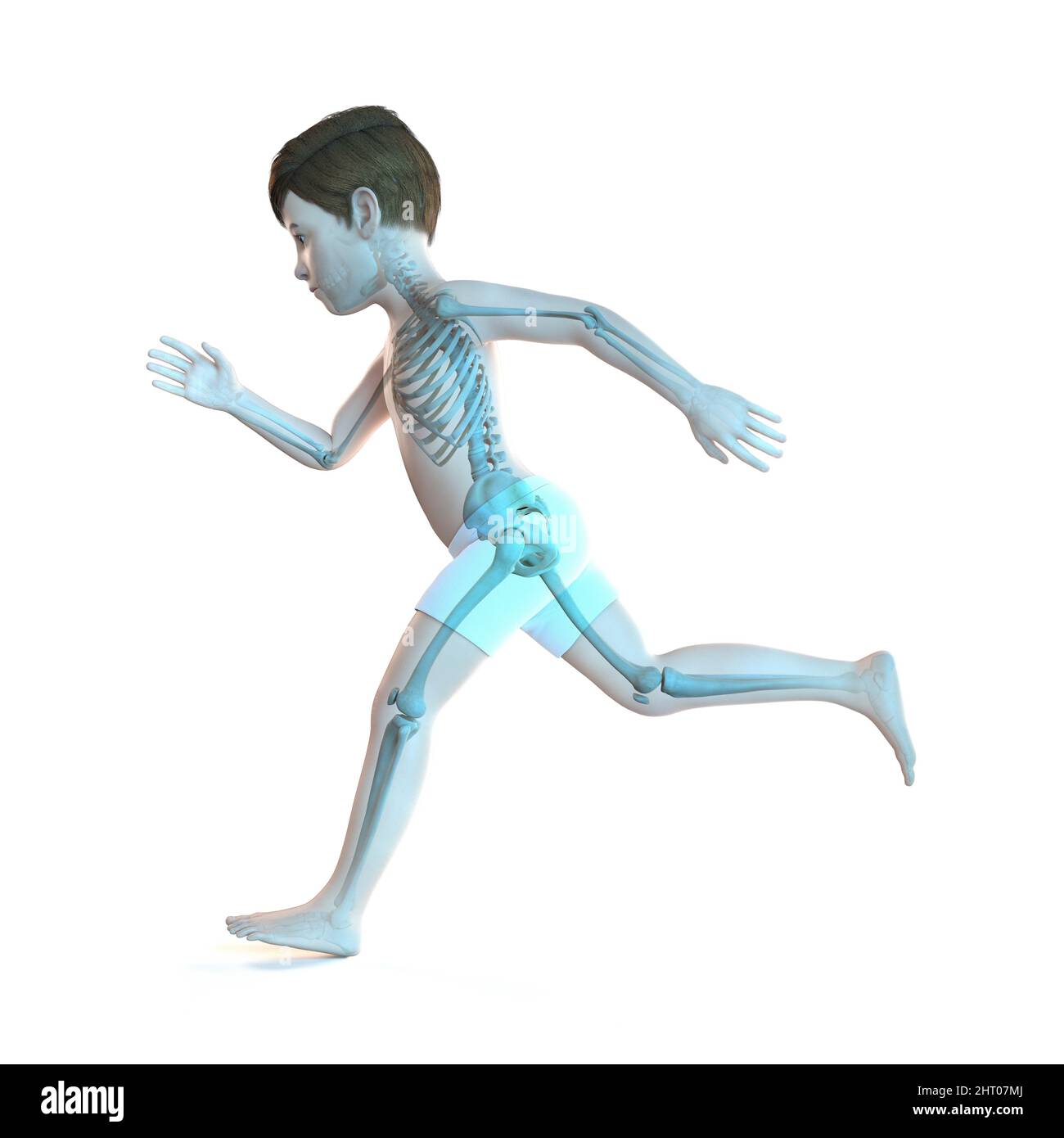 Skeletal anatomy children hi-res stock photography and images - Alamy