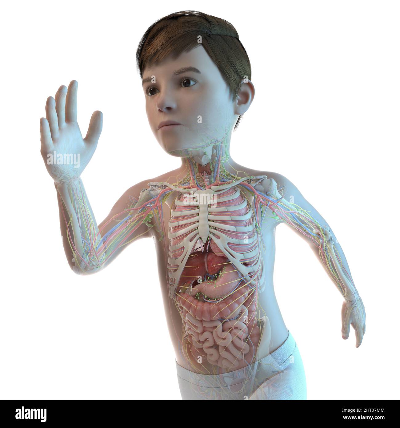 Internal organs boy illustration hi-res stock photography and images ...