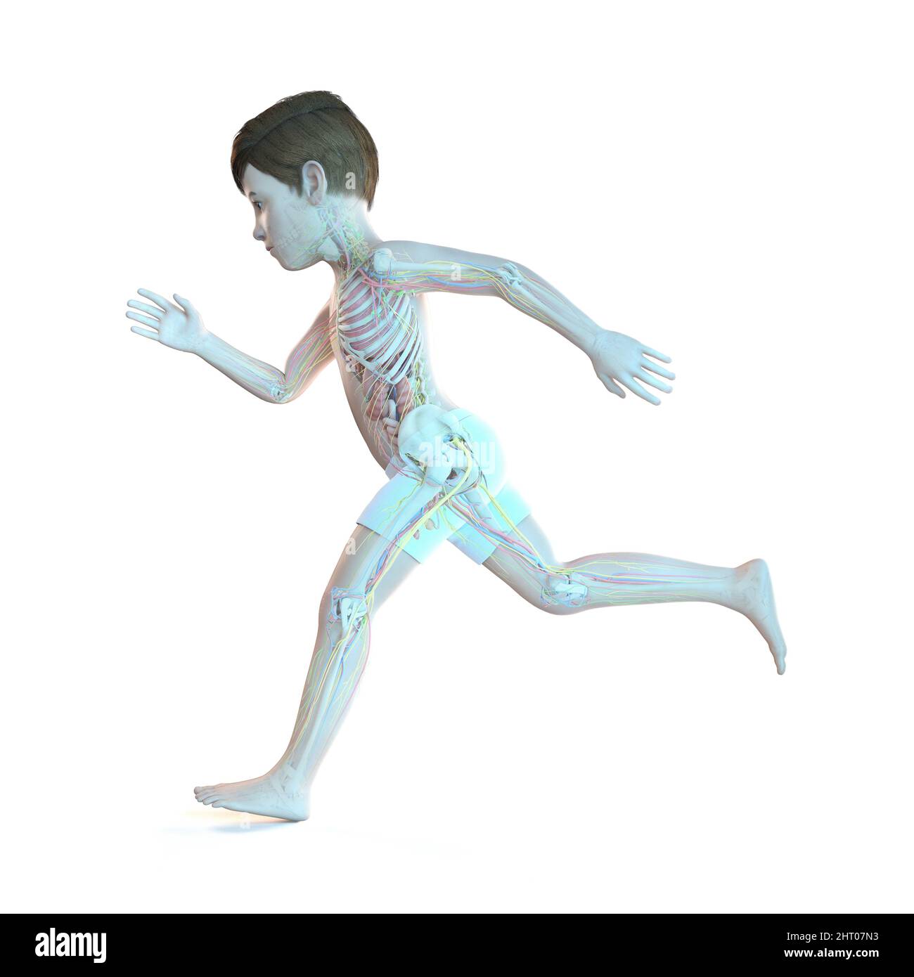 Illustration of a boy's anatomy Stock Photo - Alamy
