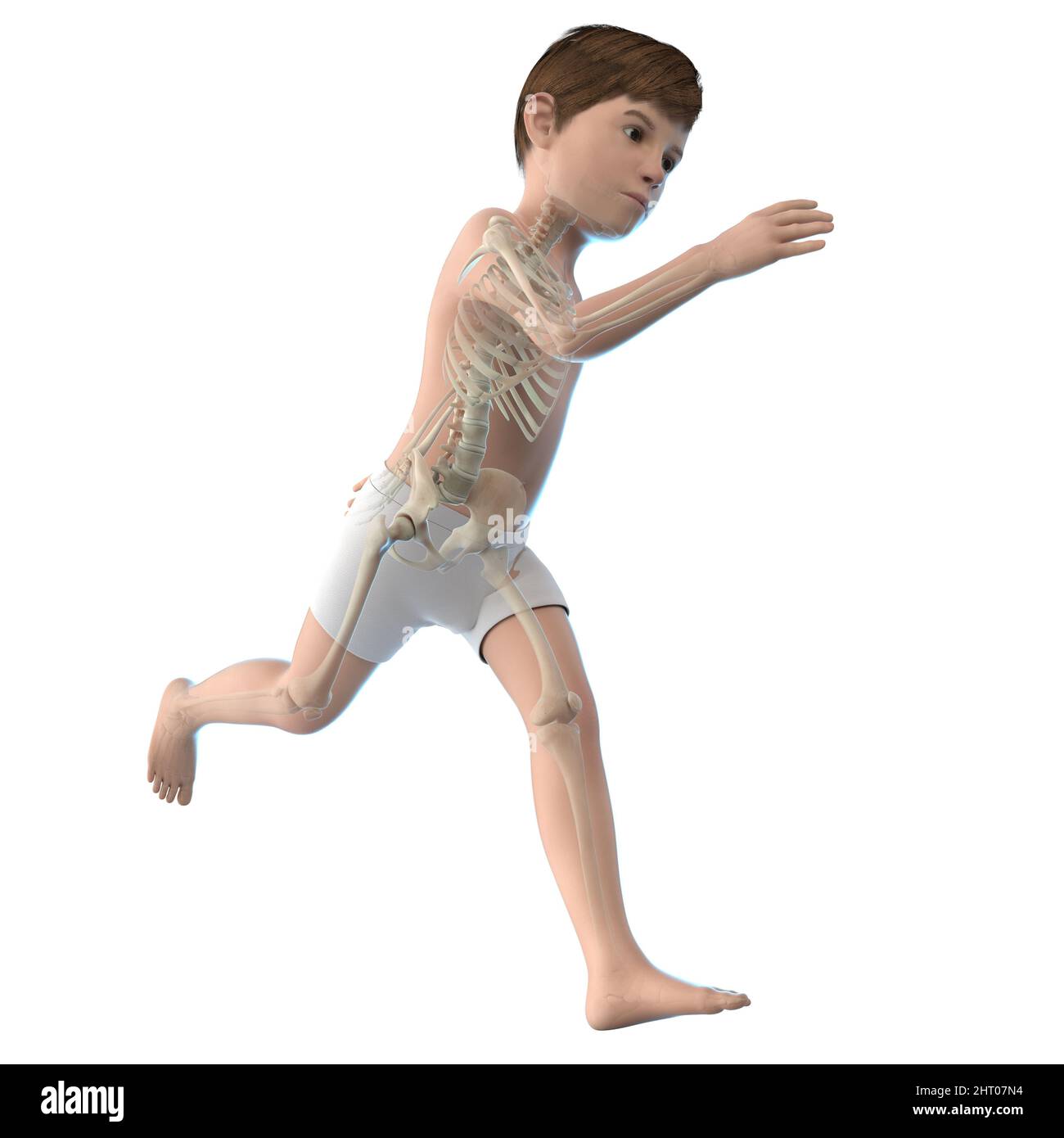 Illustration of a boy's skeletal system Stock Photo - Alamy