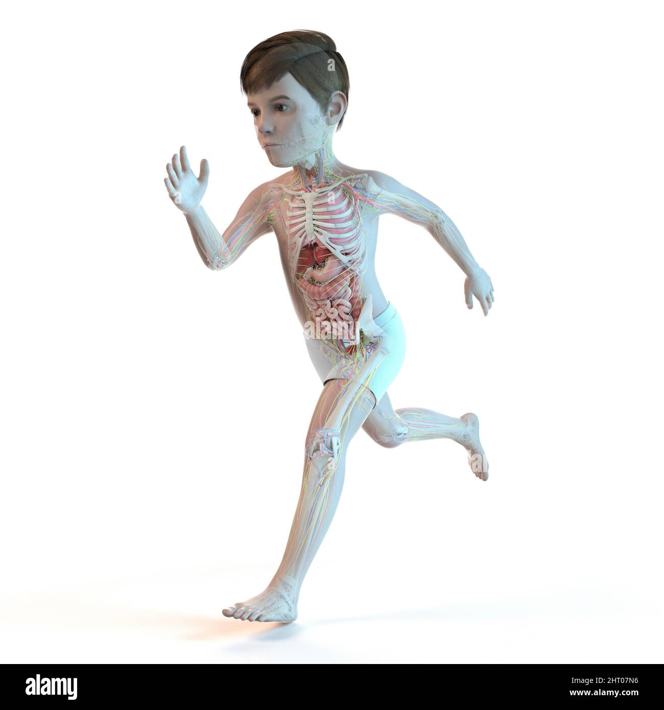 Illustration of a boy's anatomy Stock Photo - Alamy