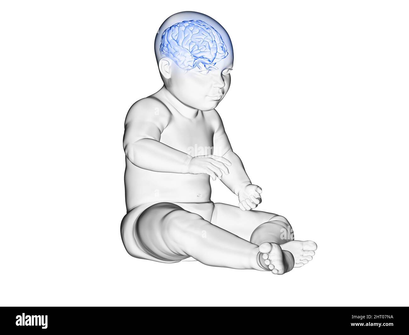 Brain anatomy infant Cut Out Stock Images & Pictures - Alamy