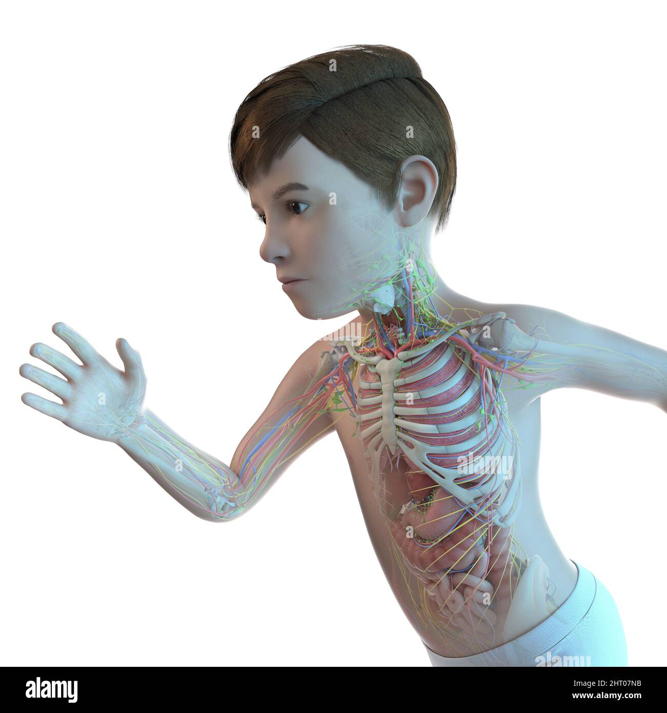 Illustration of a boy's upper body anatomy Stock Photo - Alamy