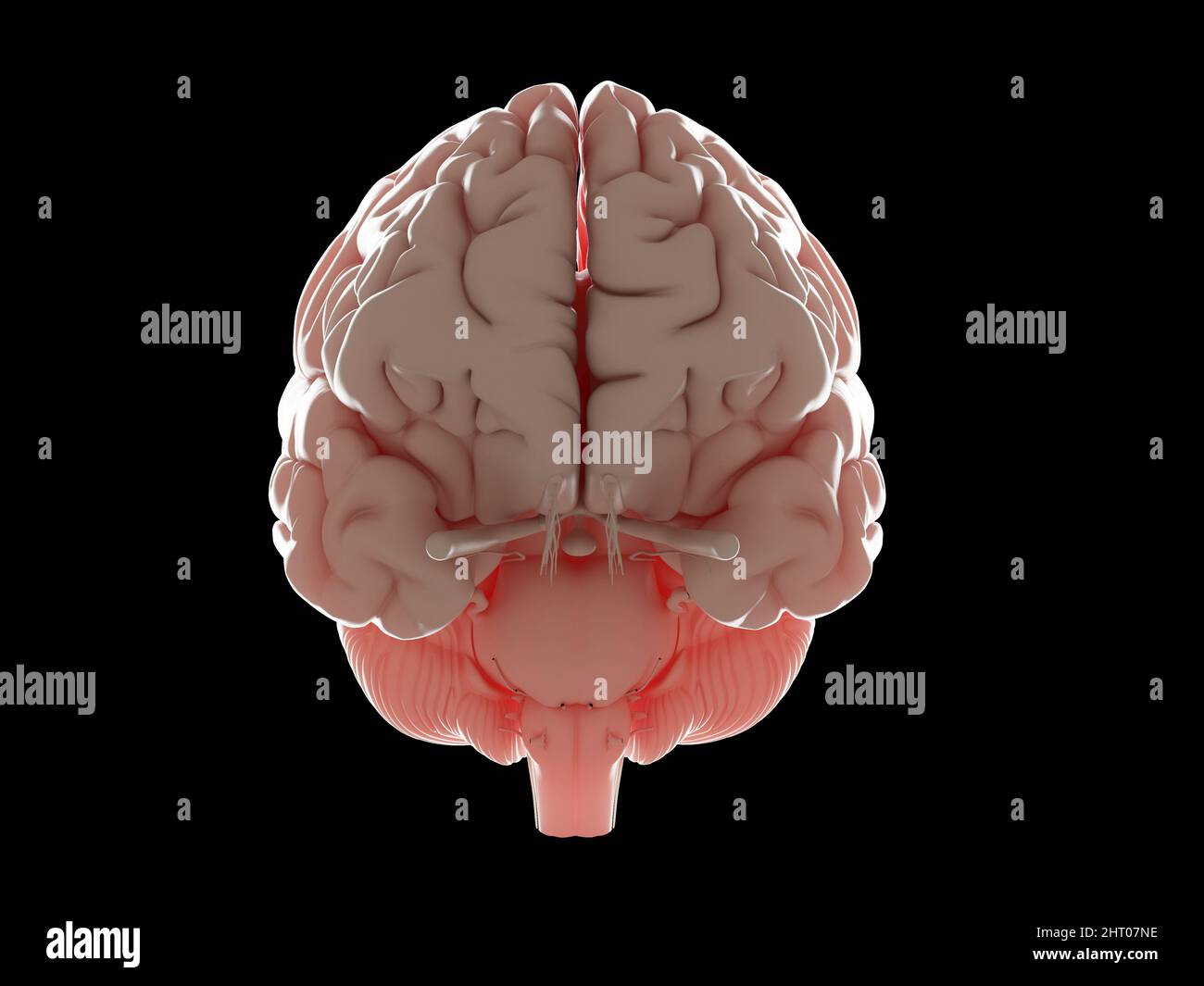 Illustration of a human brain Stock Photo - Alamy