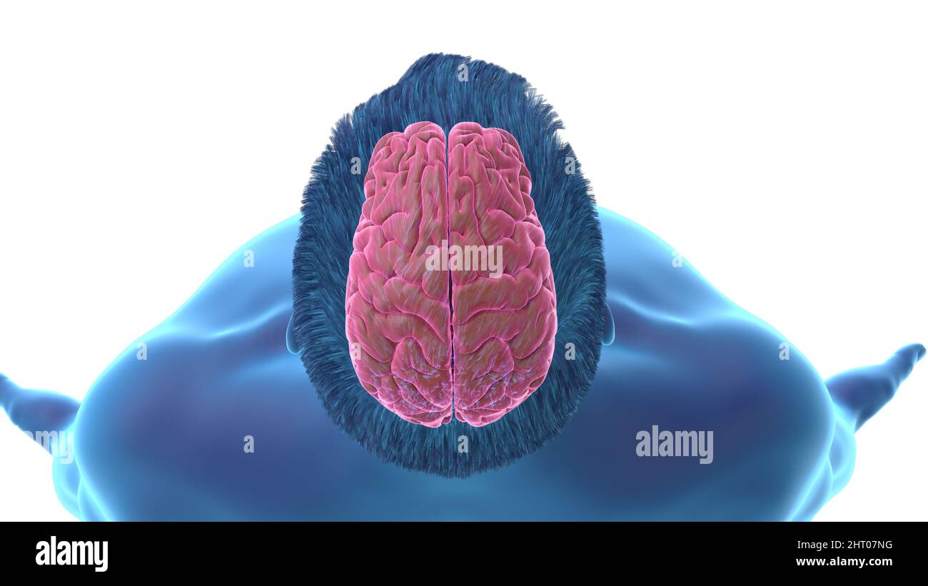 Illustration of a human brain Stock Photo - Alamy