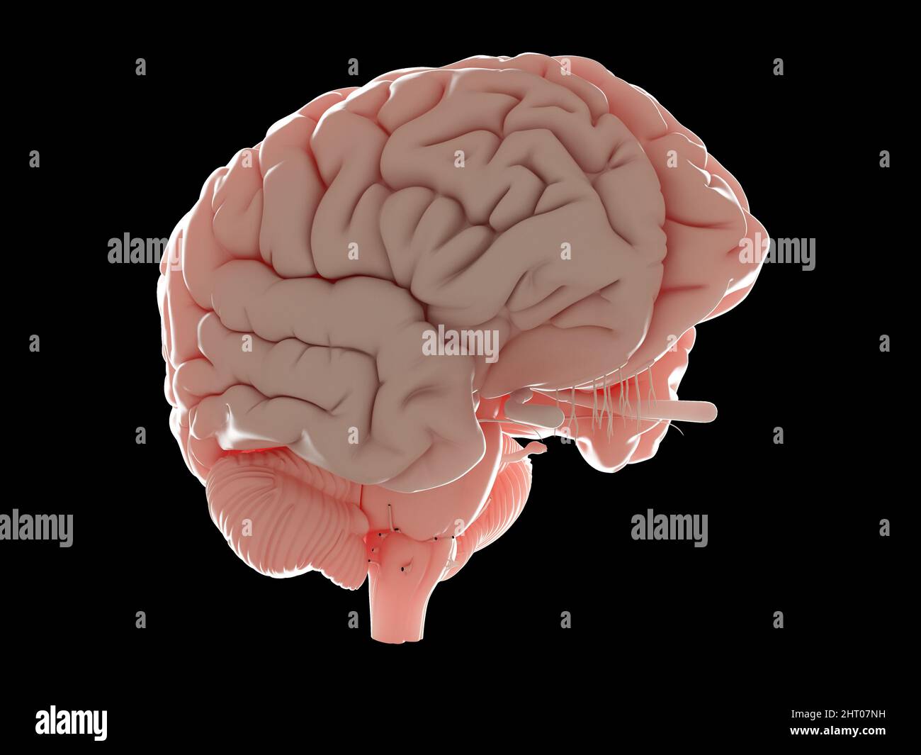 Illustration of a human brain Stock Photo - Alamy