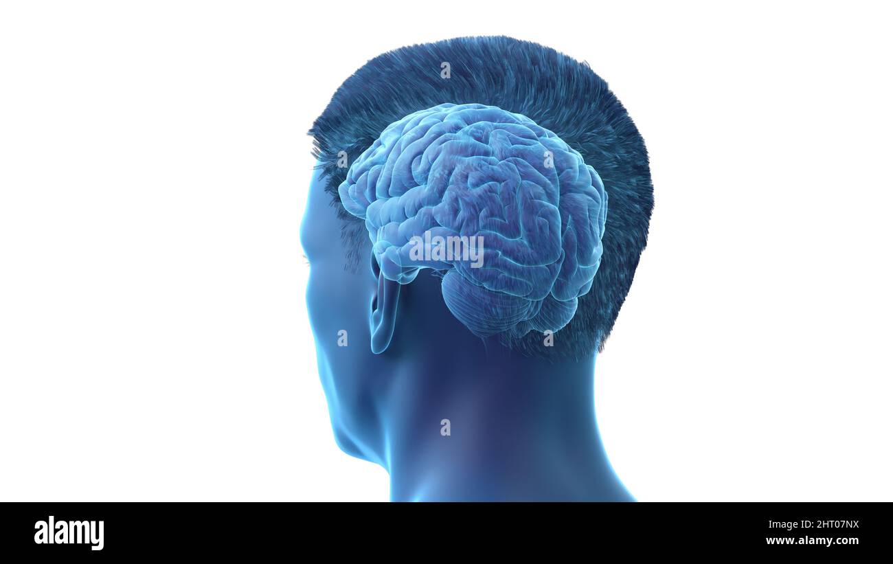 Illustration of a human brain Stock Photo - Alamy