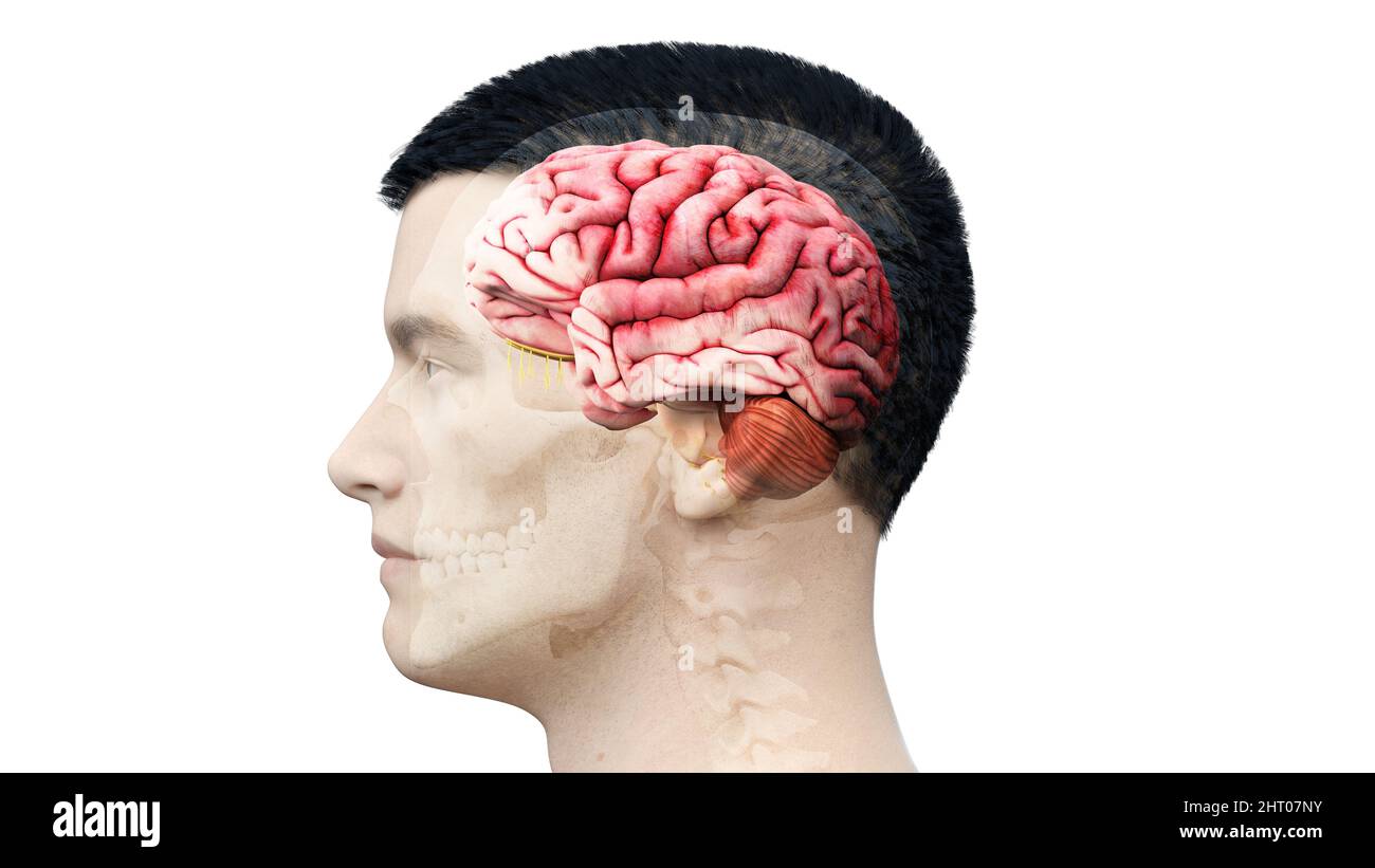 Illustration of a human brain Stock Photo - Alamy
