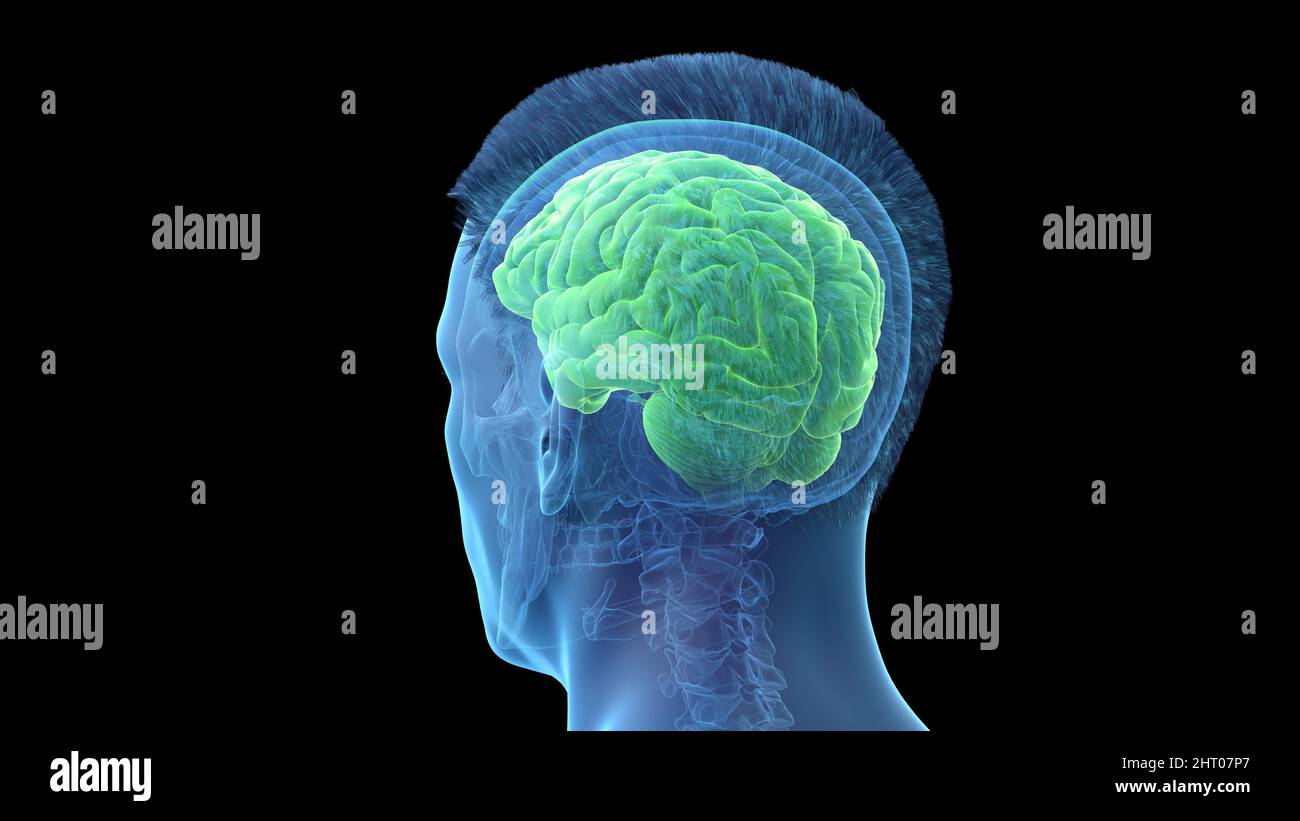Illustration of a human brain Stock Photo - Alamy