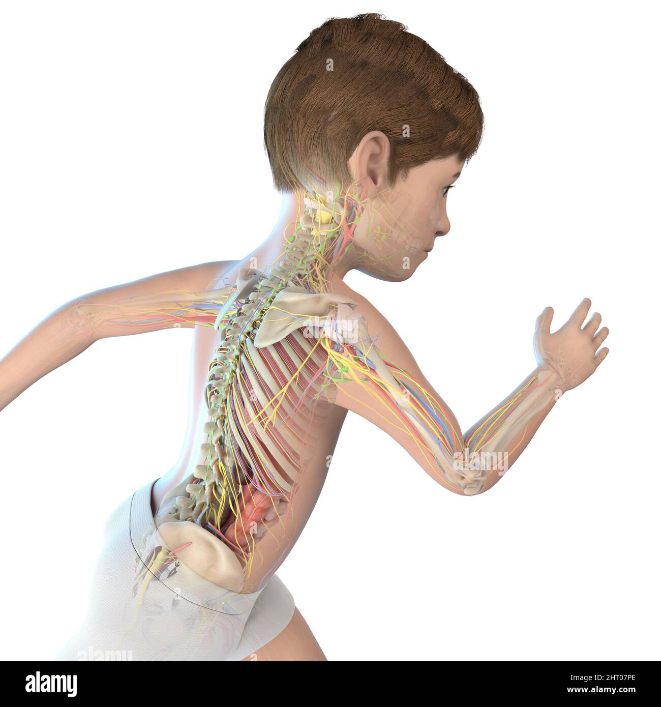 Internal organs boy illustration hi-res stock photography and images ...