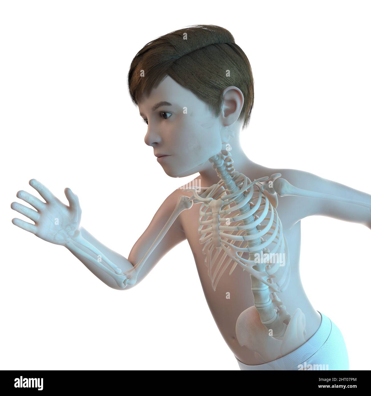 Illustration of a boy's skeletal system Stock Photo - Alamy