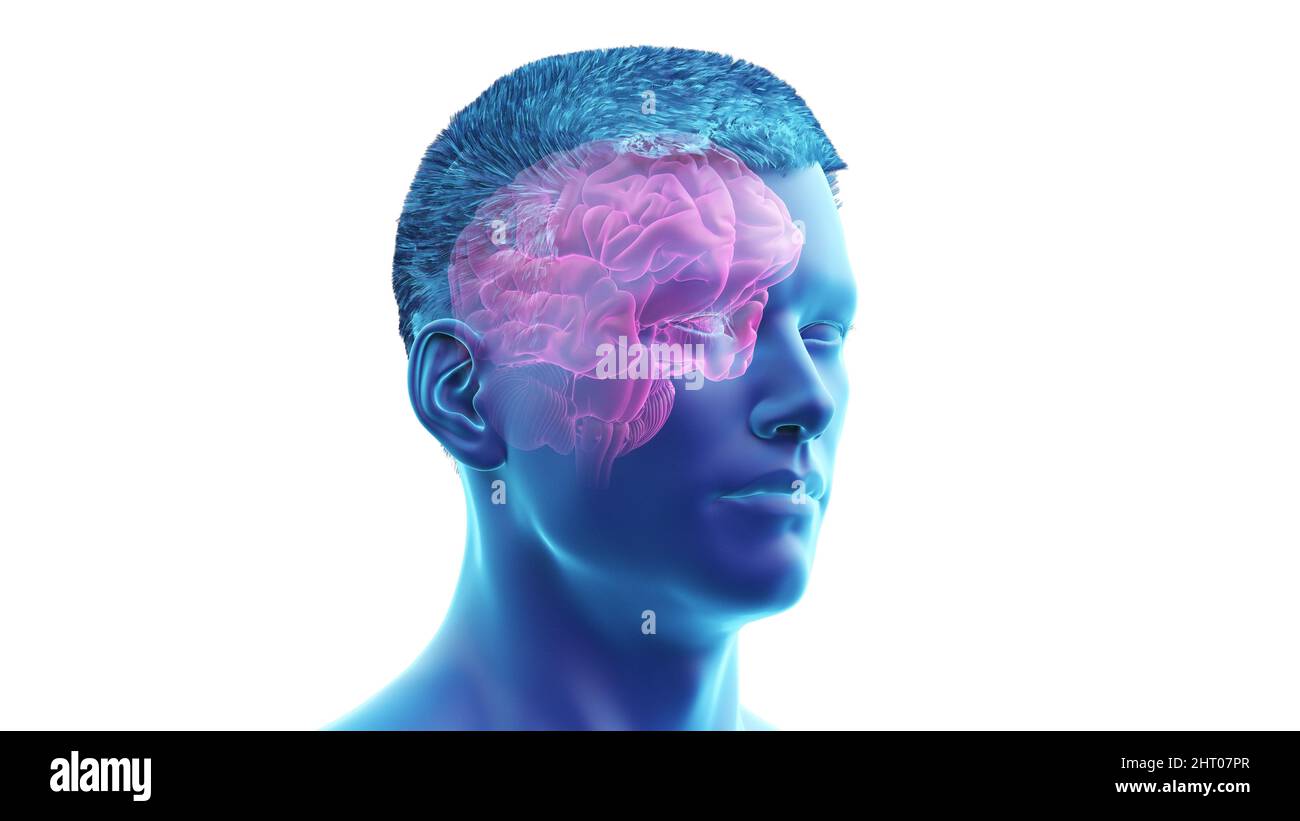 Illustration of a human brain Stock Photo - Alamy