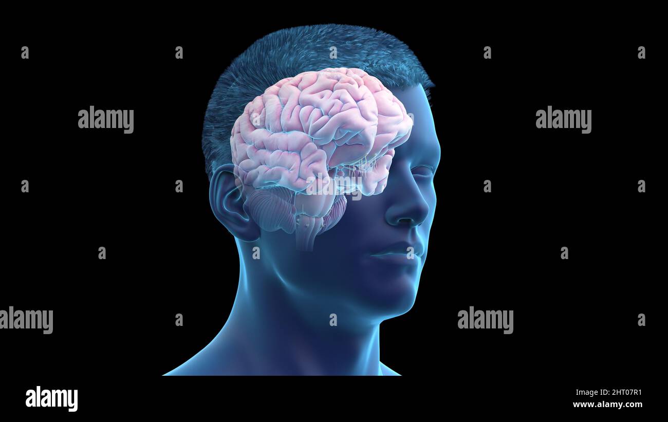 Illustration of a human brain Stock Photo - Alamy