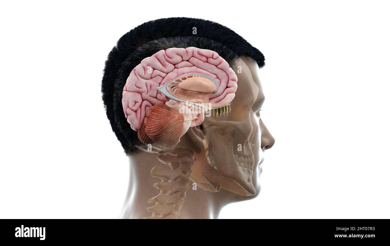 Illustration of a human brain anatomy Stock Photo - Alamy
