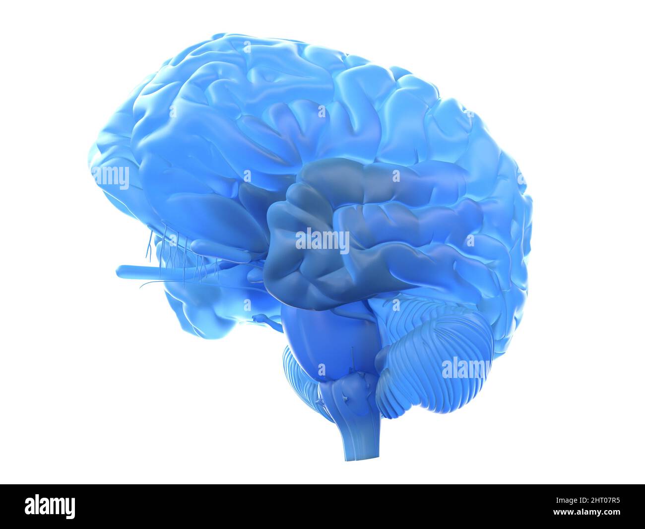 Illustration of a blue brain Stock Photo - Alamy