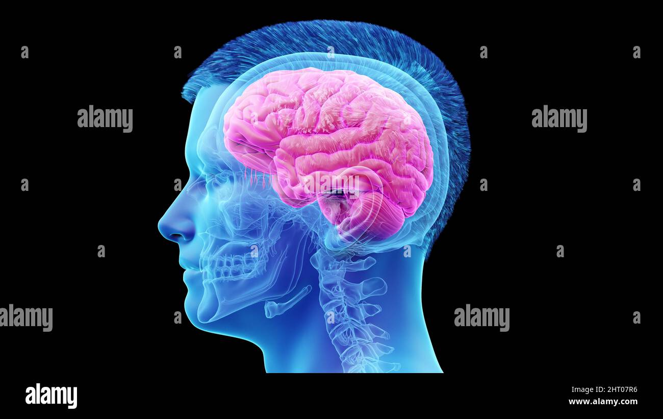 Illustration of a human brain Stock Photo - Alamy