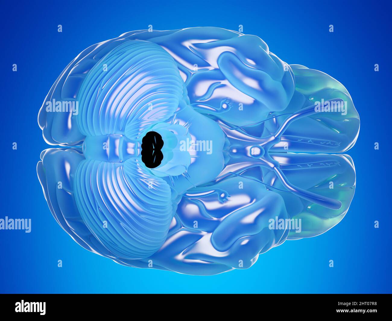 Illustration of a blue brain Stock Photo - Alamy