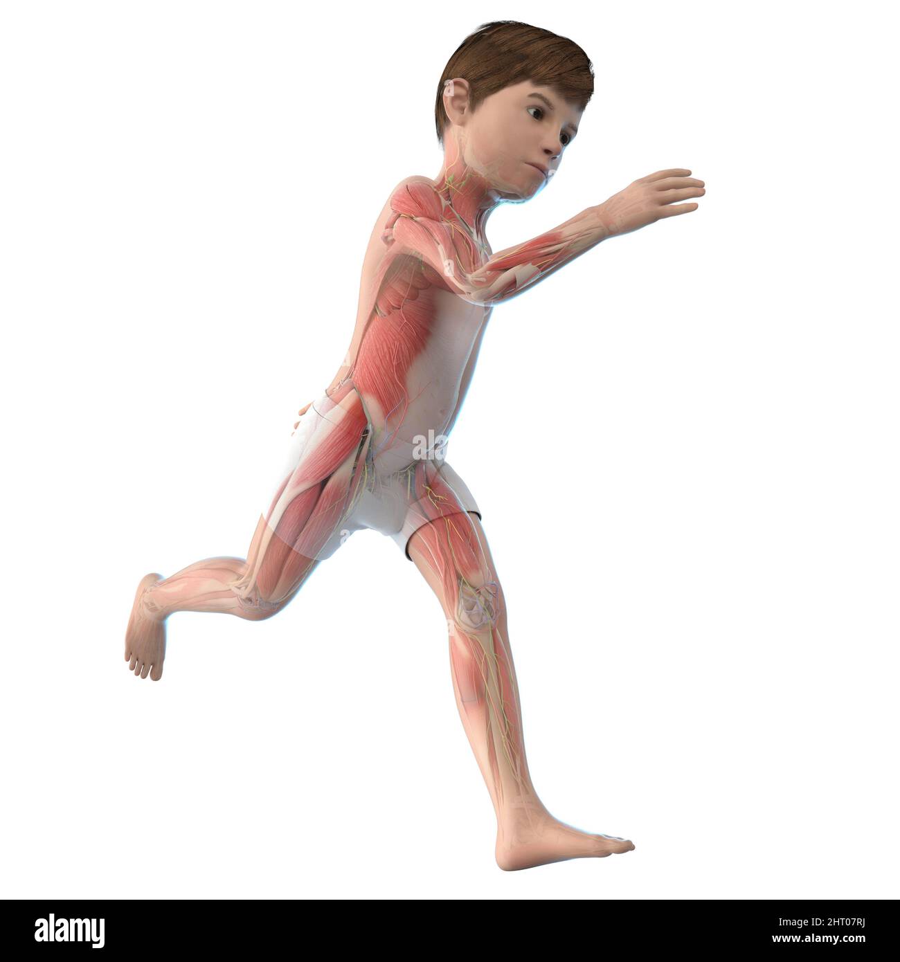 Illustration of a boy's muscles Stock Photo - Alamy