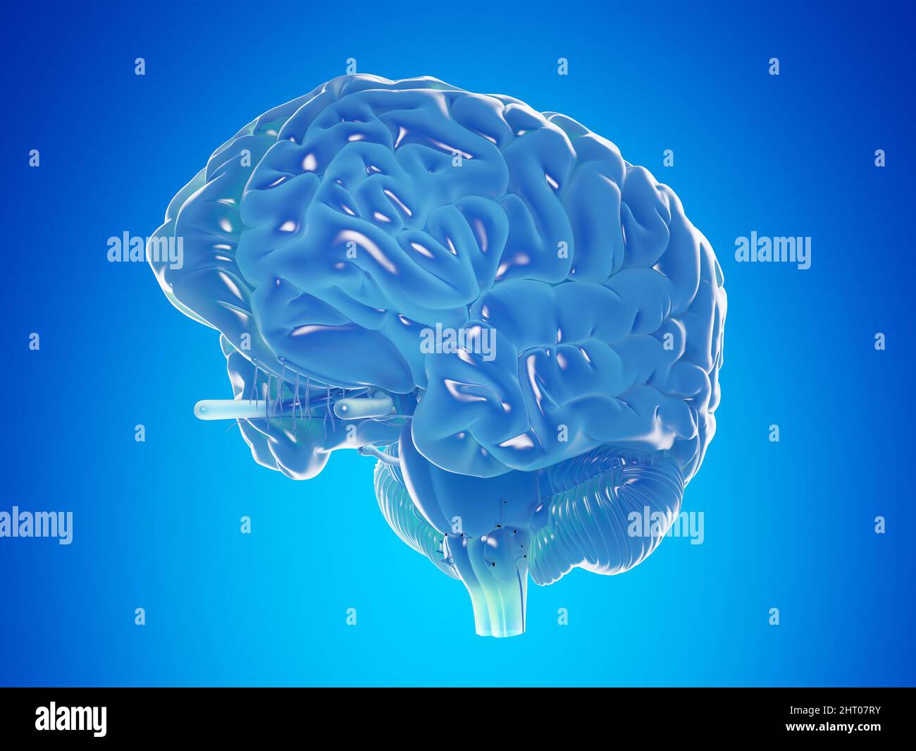 Illustration of a blue brain Stock Photo - Alamy