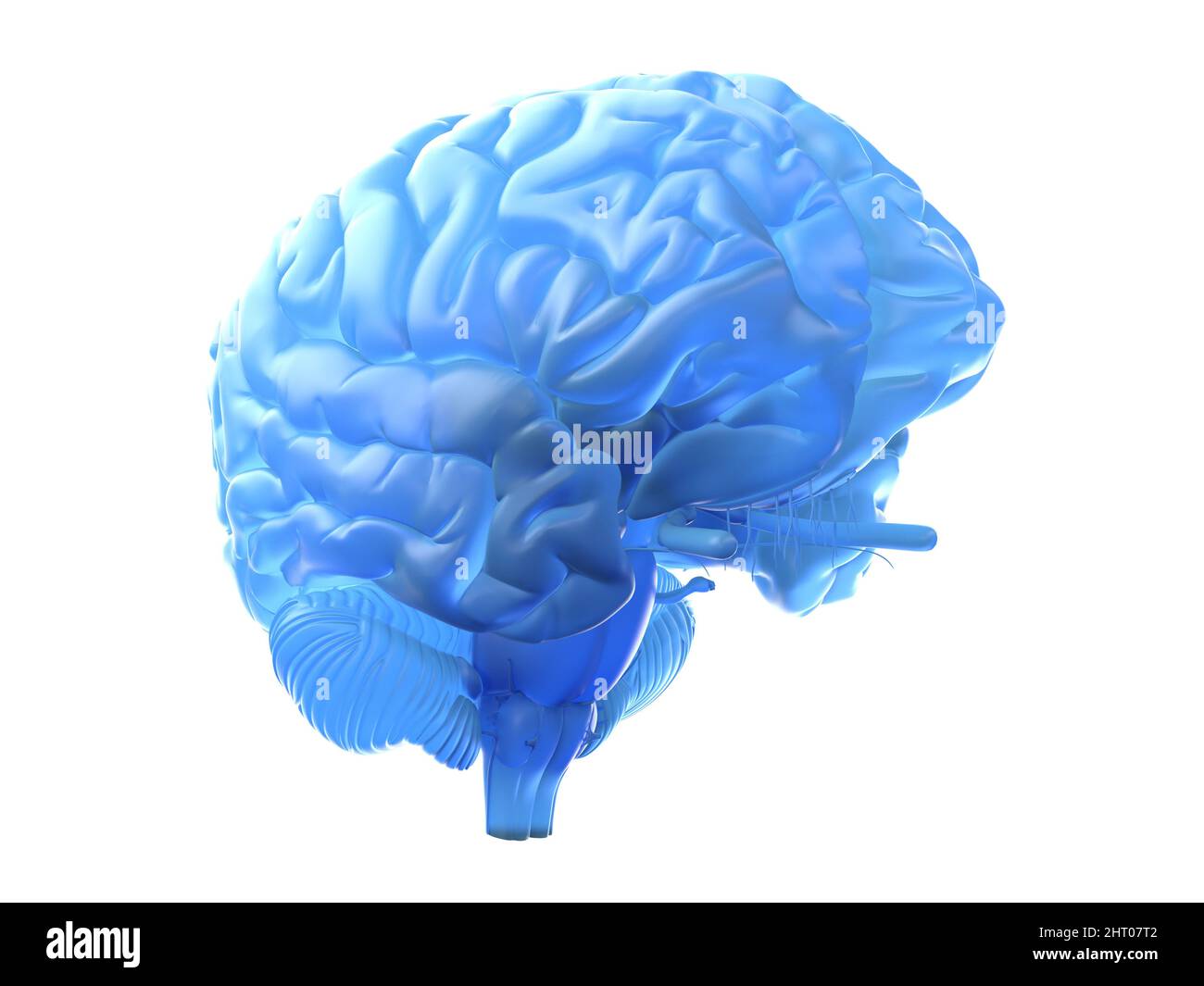 Illustration of a blue brain Stock Photo - Alamy