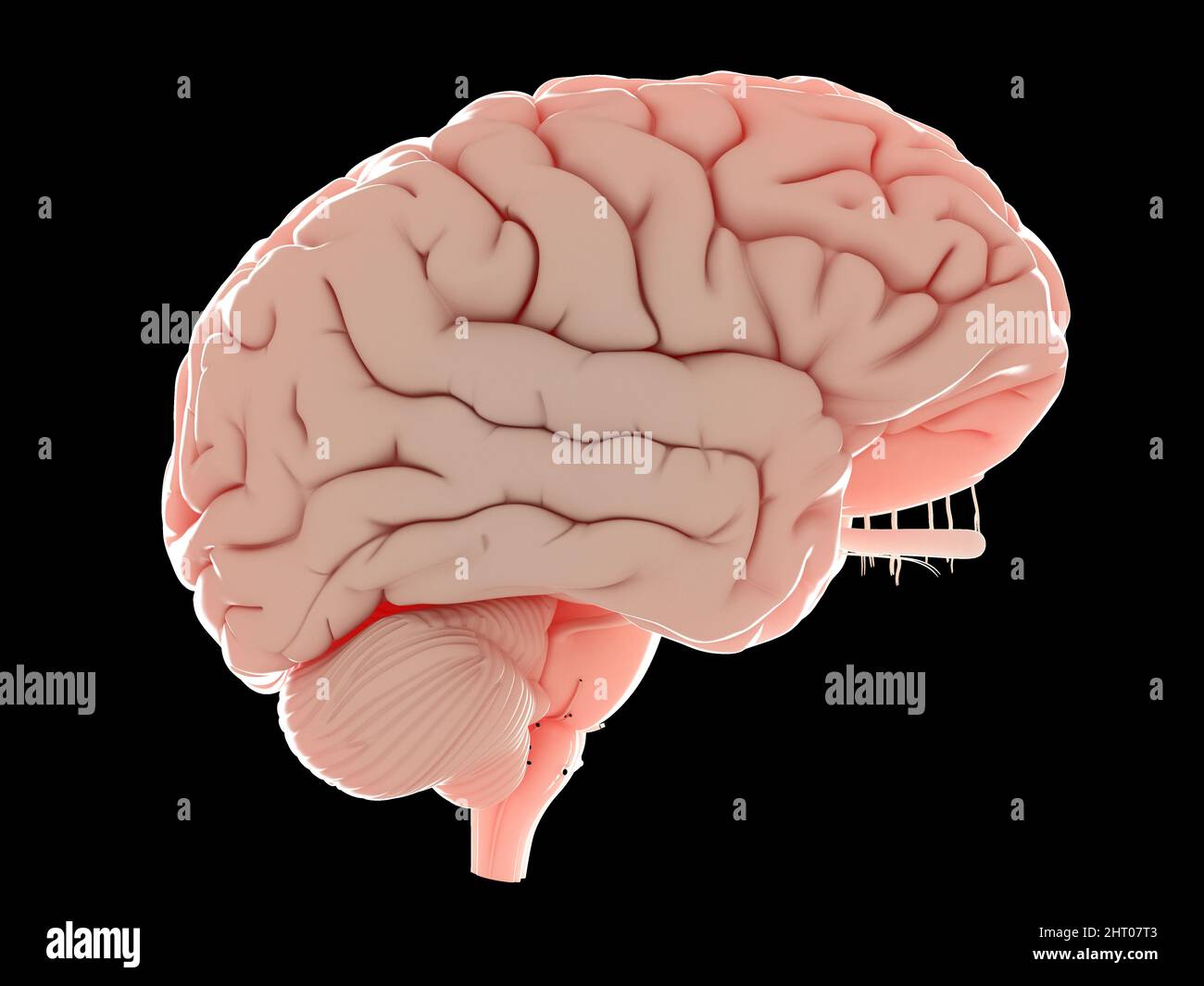 Illustration of a human brain Stock Photo - Alamy