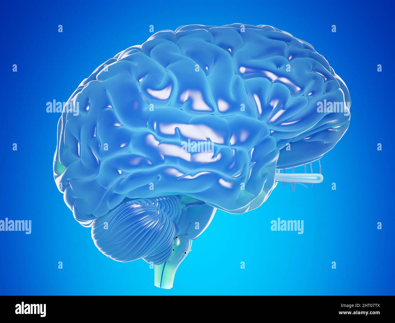 Illustration of a blue brain Stock Photo - Alamy