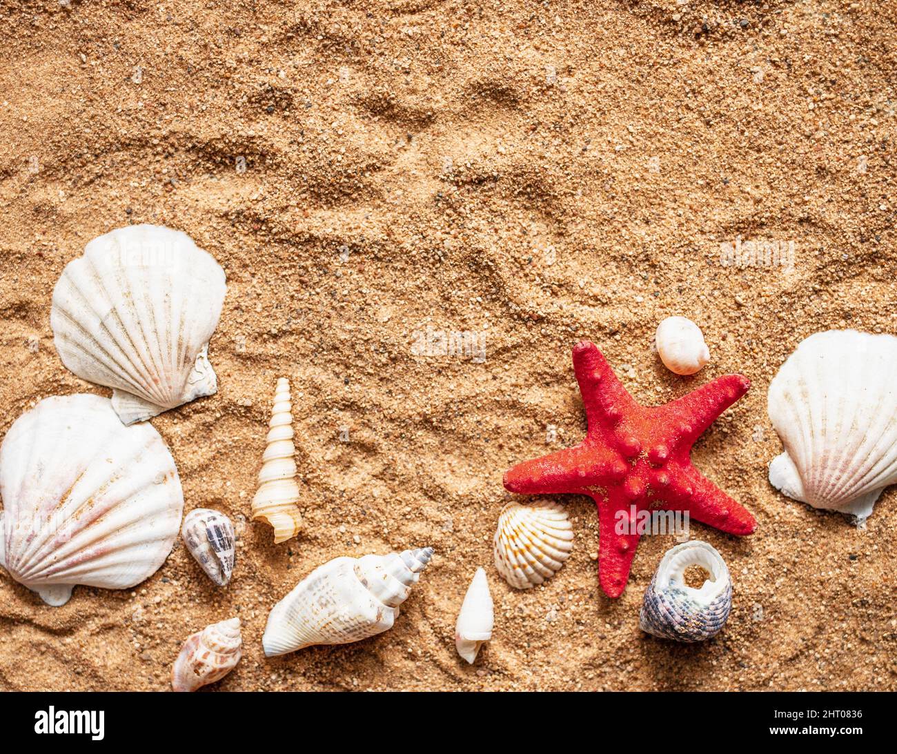 sea, river sand with shells and starfish with copy space for your text ...