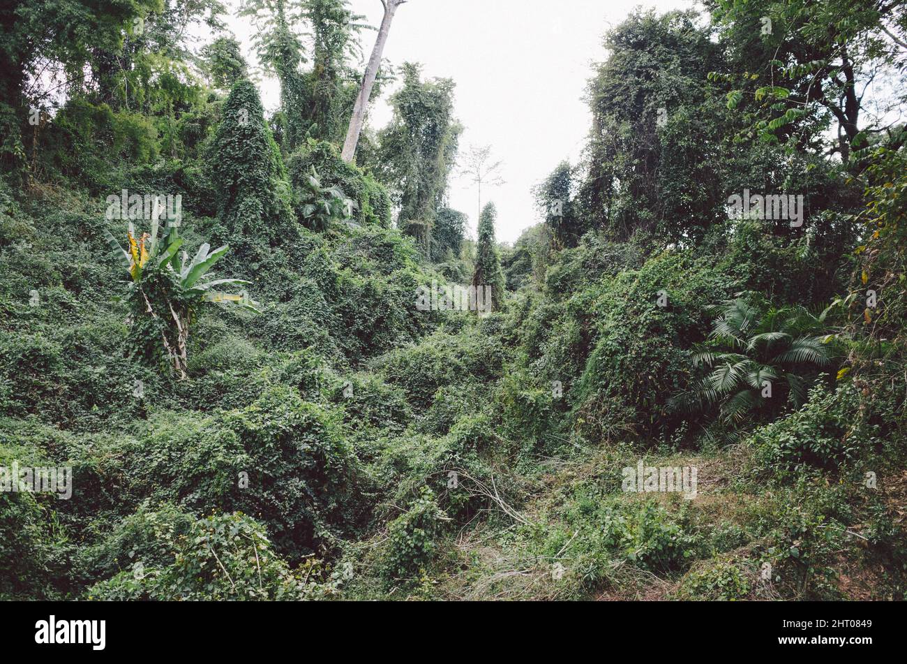 The beautiful view of the jungle with dense green vegetation Stock ...