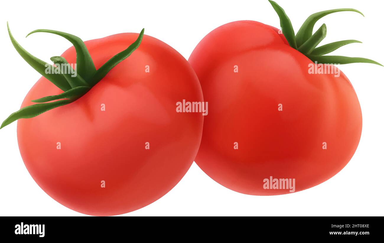 Tomato harvest greenhouse Stock Vector Images - Alamy
