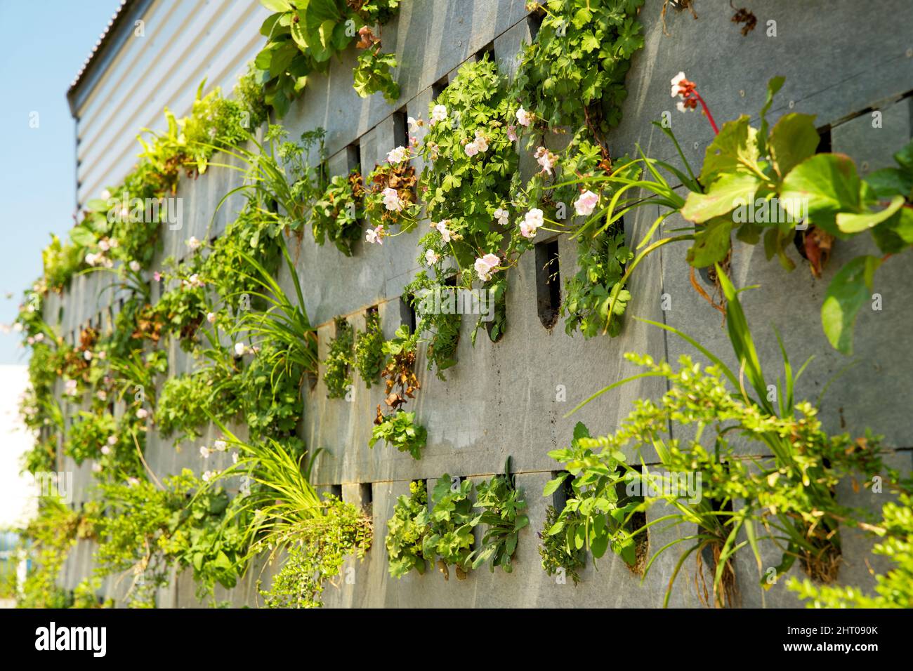 Vertical green wall garden or facade garden or plant wall with ...