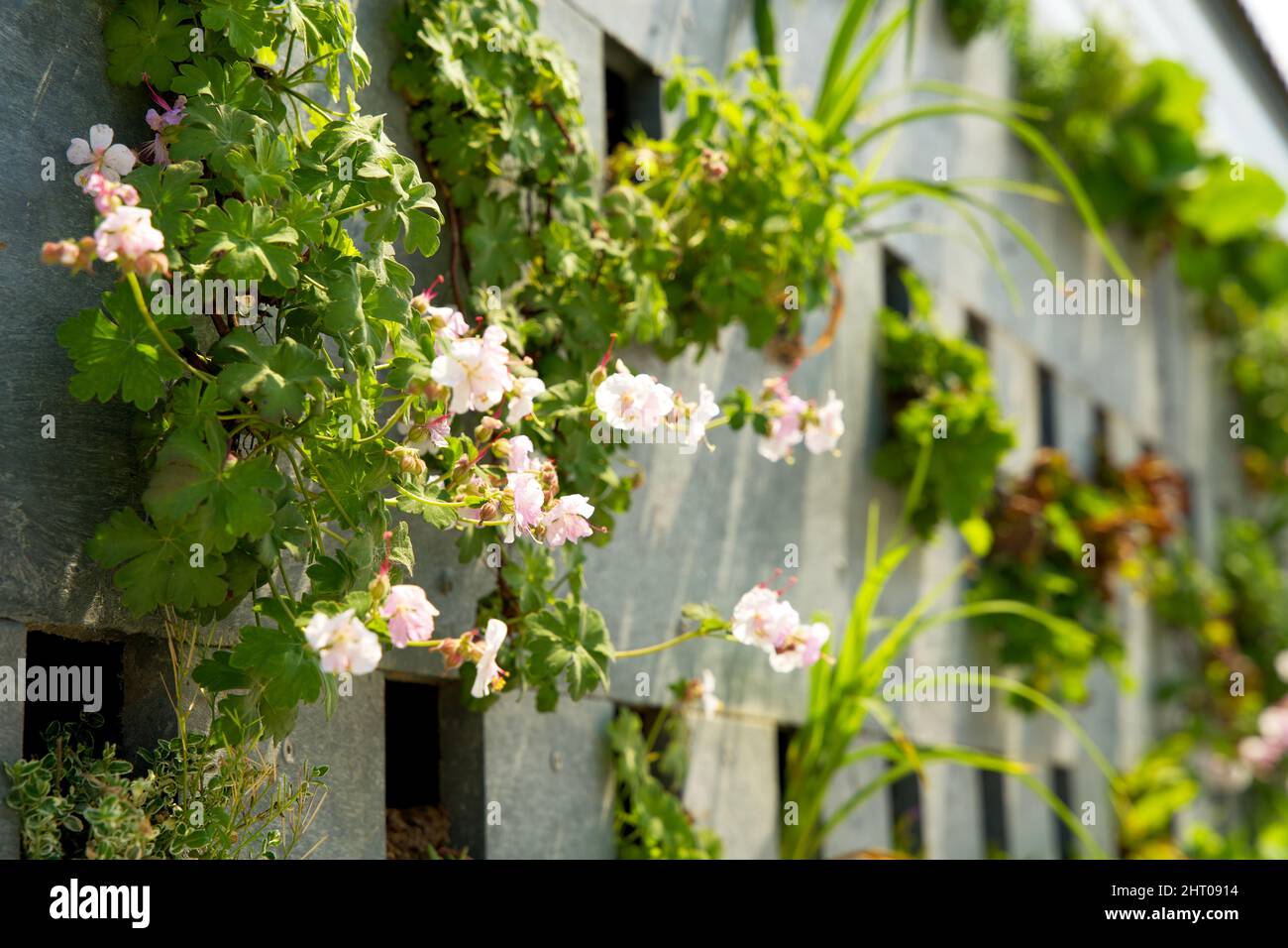 Vertical green wall garden or facade garden or plant wall with ...