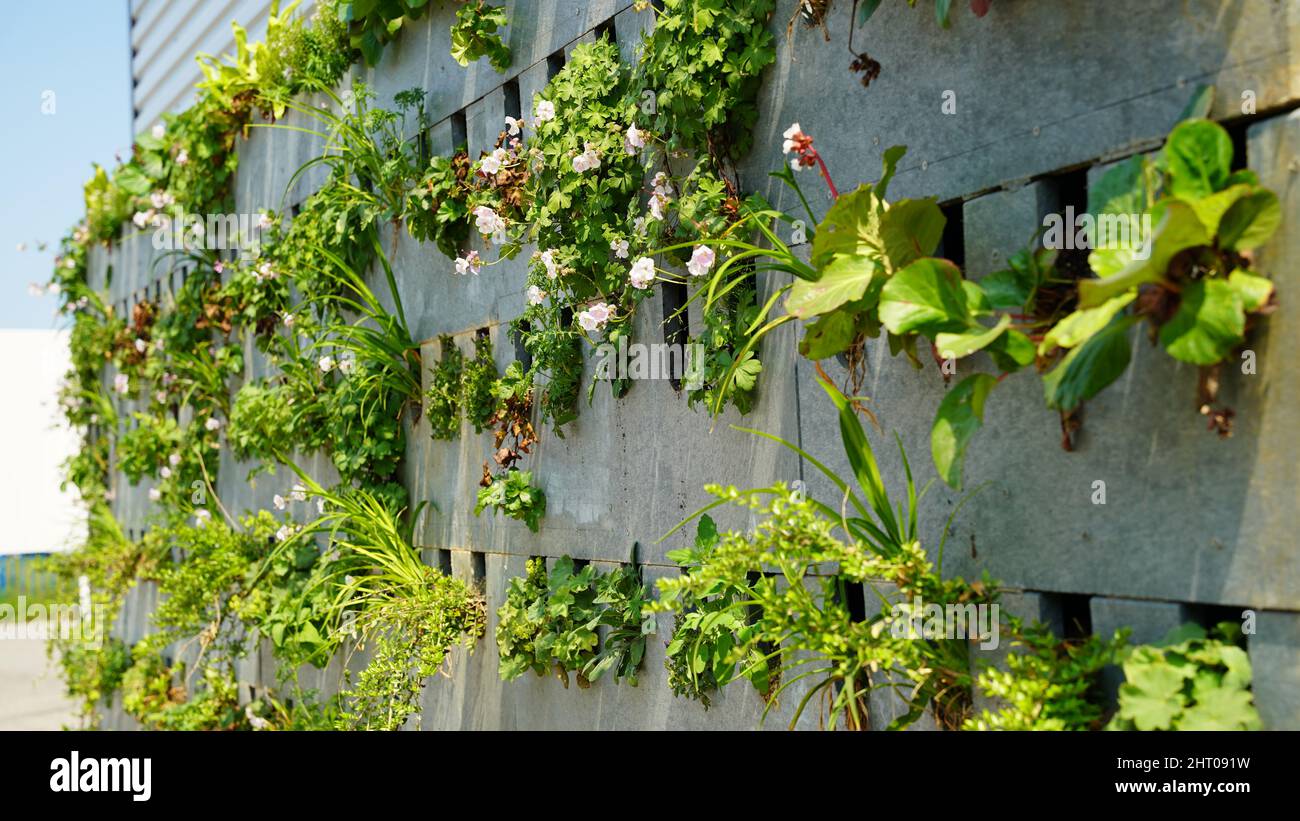 Vertical green wall garden or facade garden or plant wall with ...