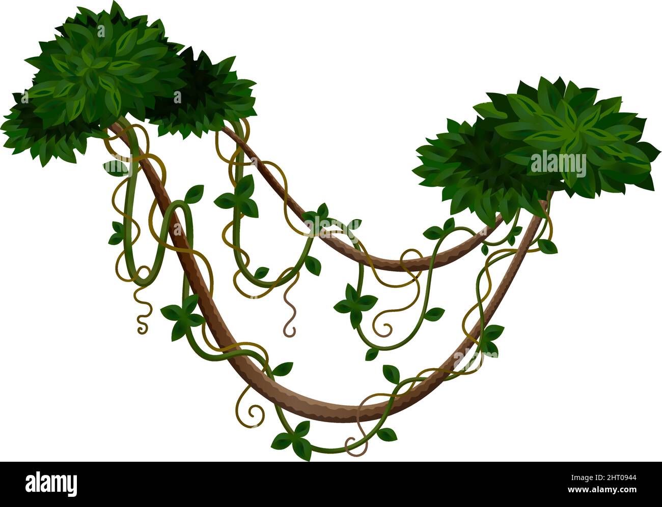 Tropical jungle lianas composition with two bushes tied by liana stalks ...