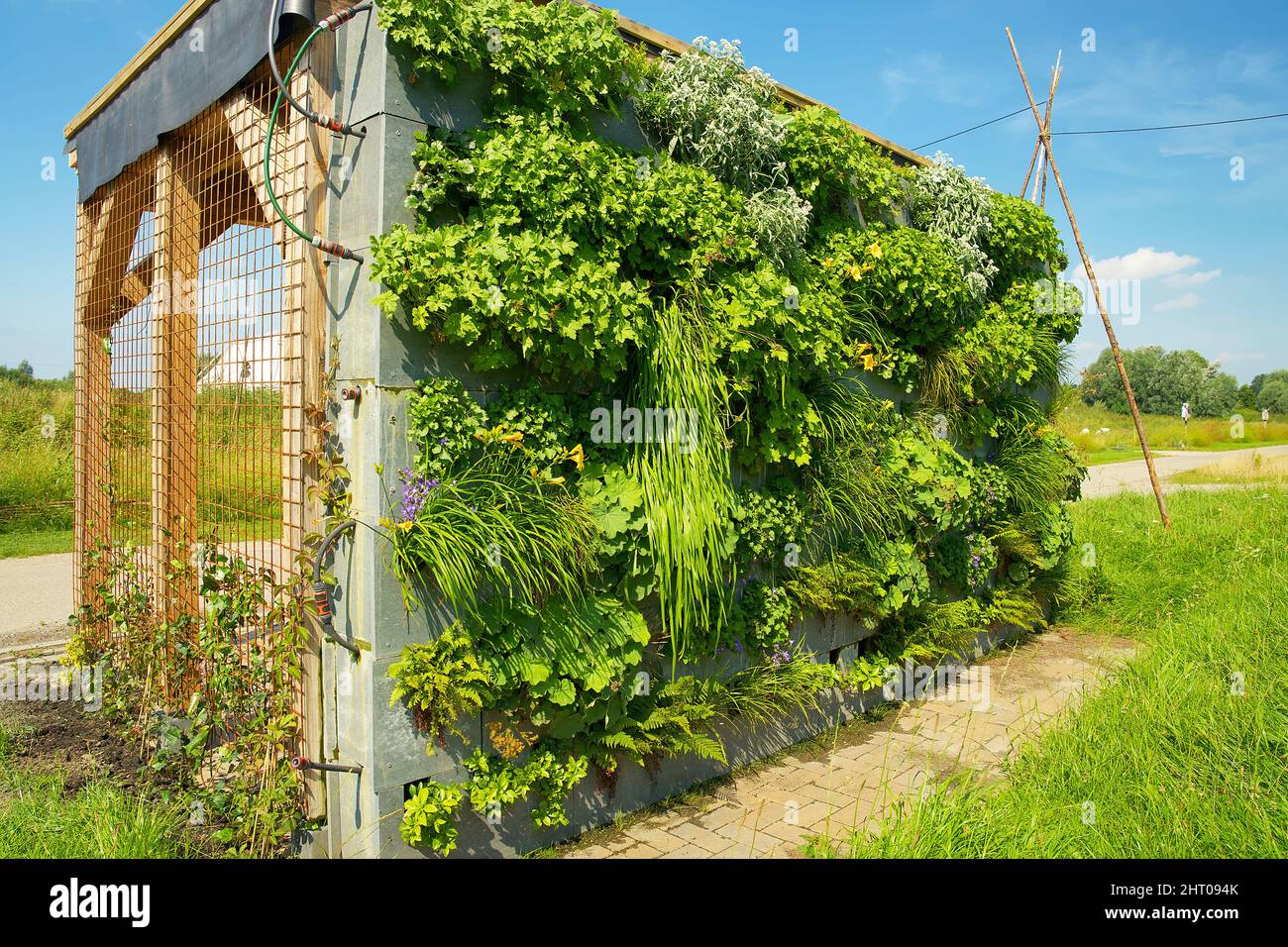 Vertical green wall garden or facade garden or plant wall with ...