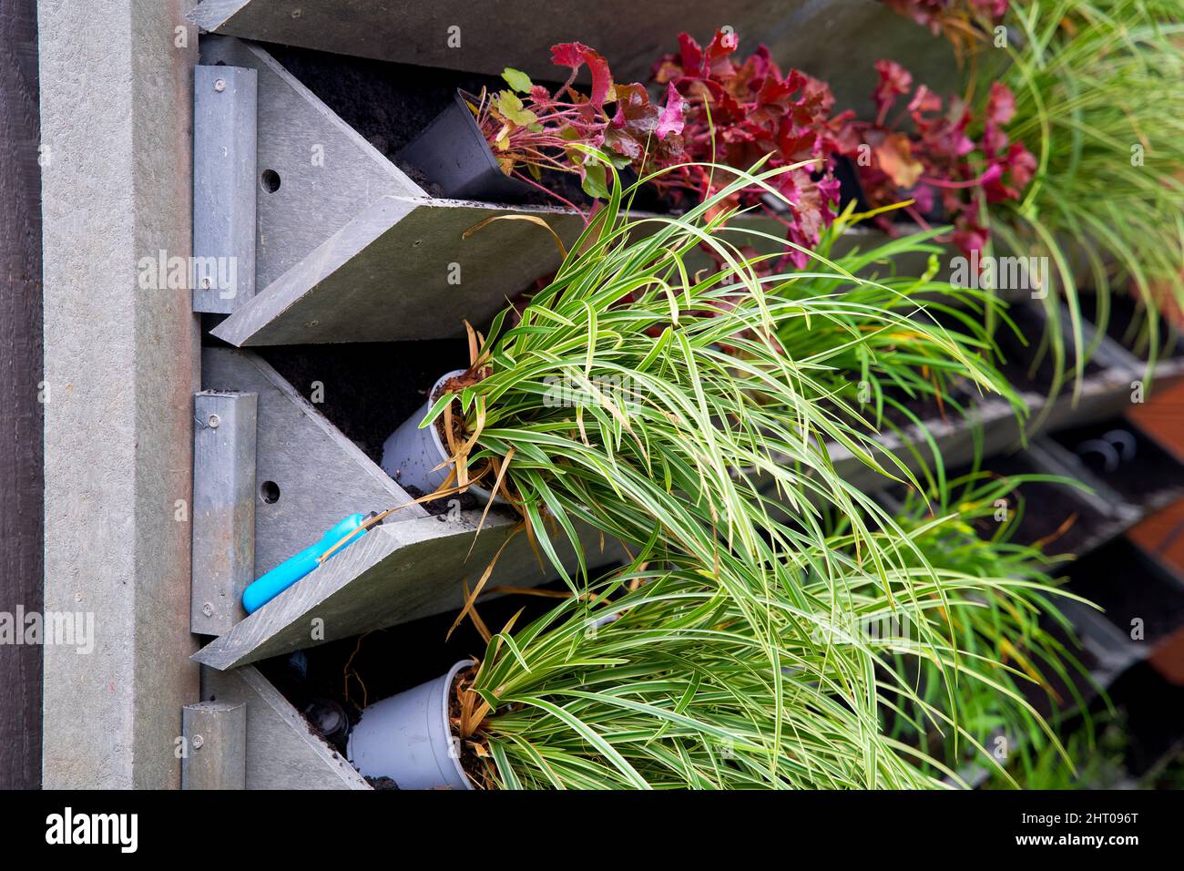 Vertical green wall garden or facade garden or plant wall with ...