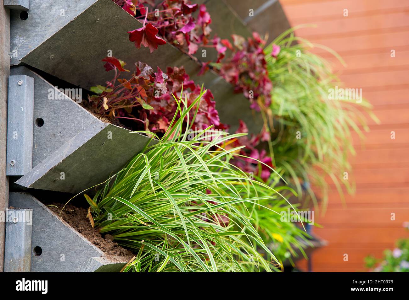 Vertical green wall garden or facade garden or plant wall with ...